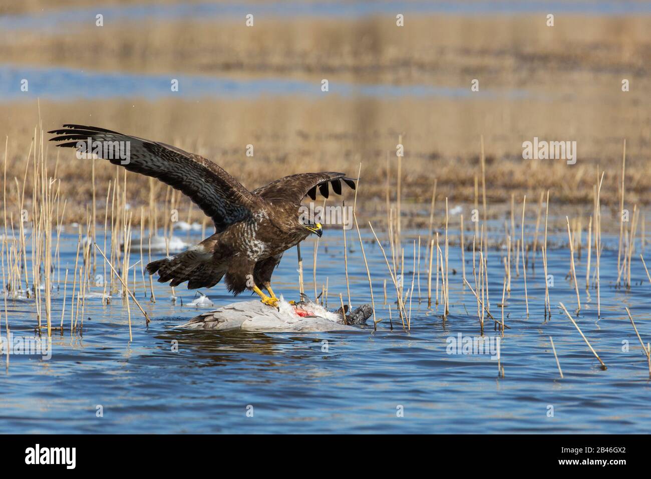 Buzzard feeding hi-res stock photography and images - Alamy