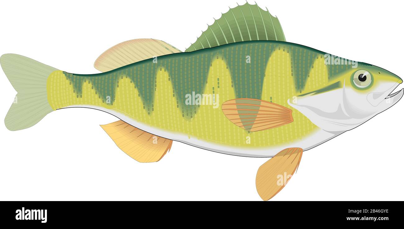 Perch Vector Illustration Stock Vector Image & Art - Alamy