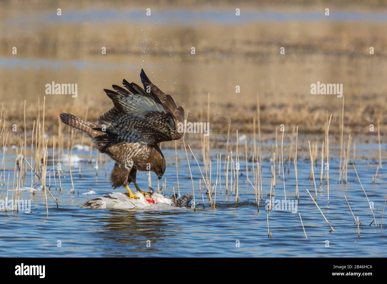 Common buzzard Feeding on Common Crane carcass Stock Photo - Alamy