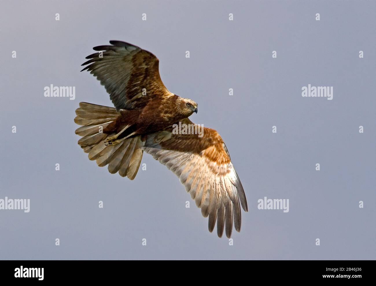 Flying bird with snake hi-res stock photography and images - Alamy
