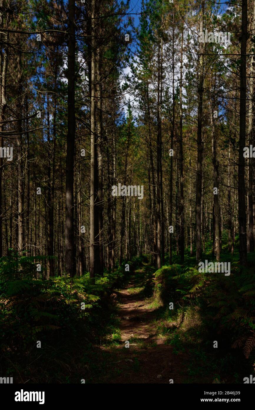 Deep green forests hi-res stock photography and images - Alamy