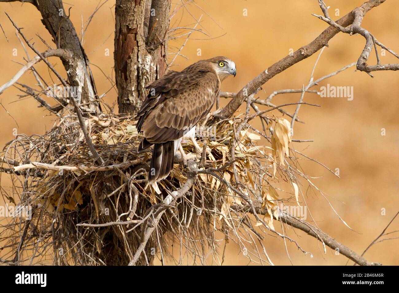 Circaetus gallicus nest hi-res stock photography and images - Alamy