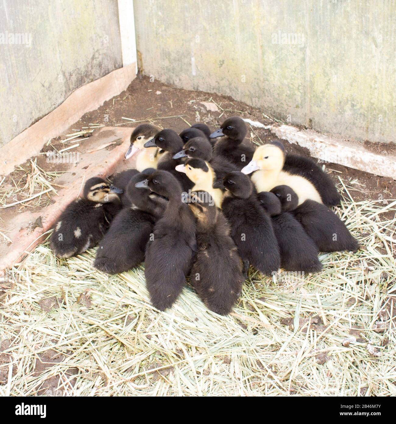 Broiler chickens on rural hi-res stock photography and images - Alamy
