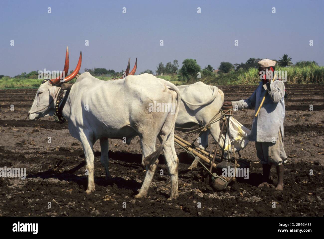 Farmer talking on mobile phone with bullock ploughing his fields, Nasik ...