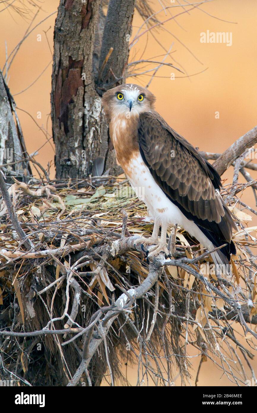 Circaetus gallicus nest hi-res stock photography and images - Alamy