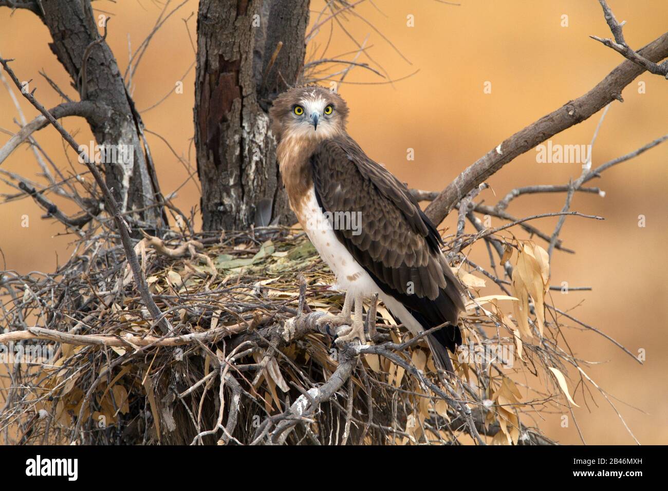 Circaetus gallicus nest hi-res stock photography and images - Alamy