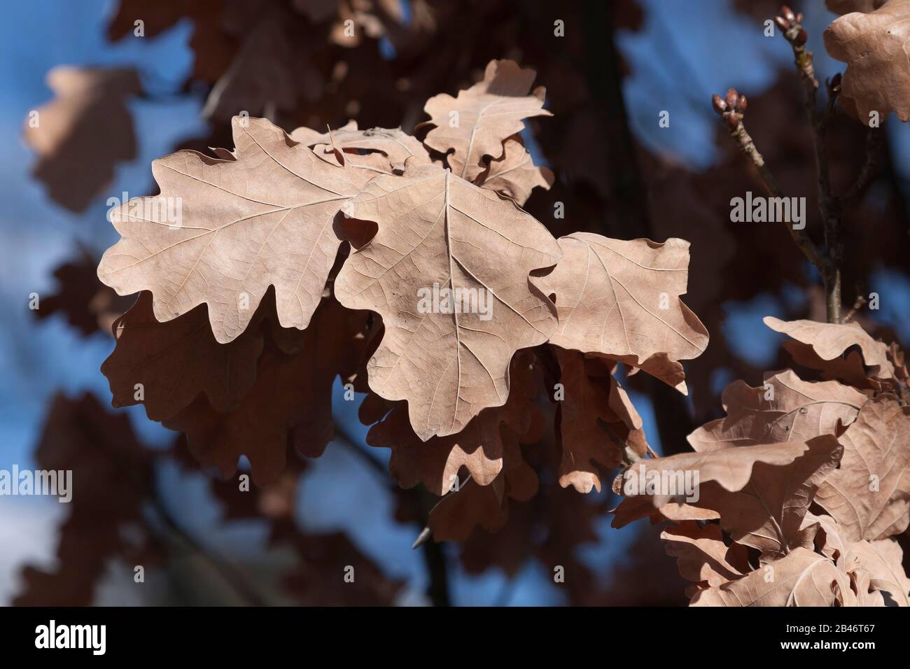 Dried up oak Stock Photo - Alamy