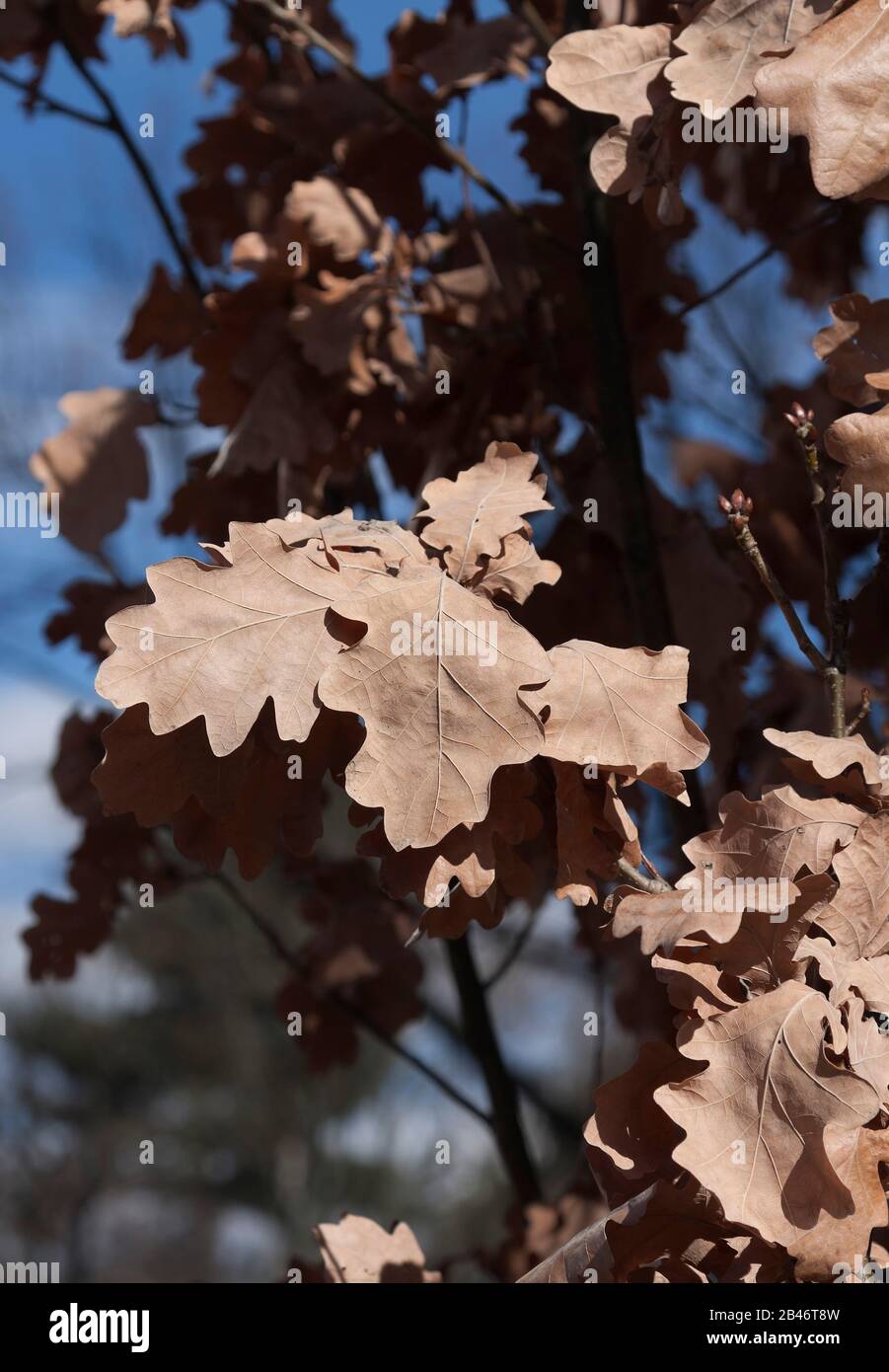 Dried up oak Stock Photo - Alamy