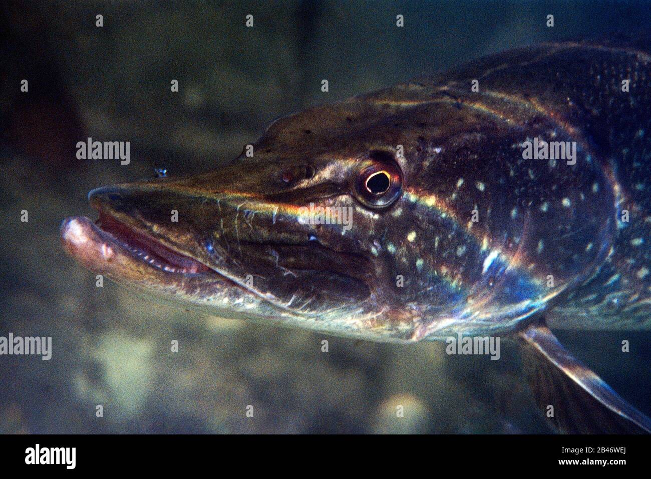 Closeup of a pike against a black background in fresh water with ...