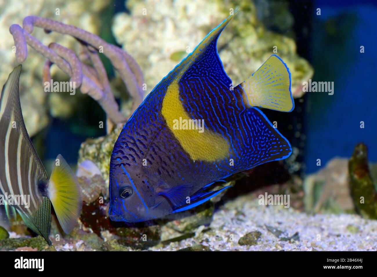 Yellow bar angelfish hi-res stock photography and images - Alamy