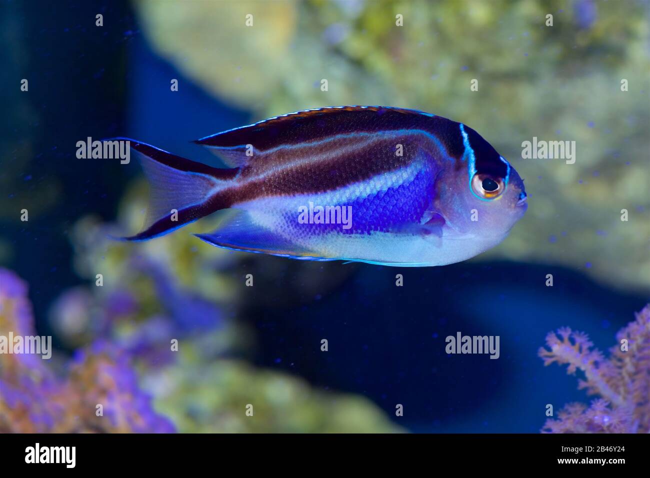 Bellus Angelfish, Genicanthus bellus, female coloring Stock Photo - Alamy