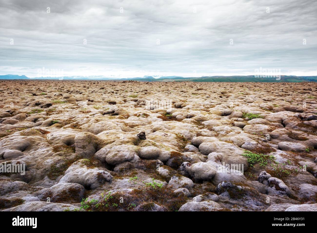 Quaint Iceland landscape with lava field covered with brown moss ...