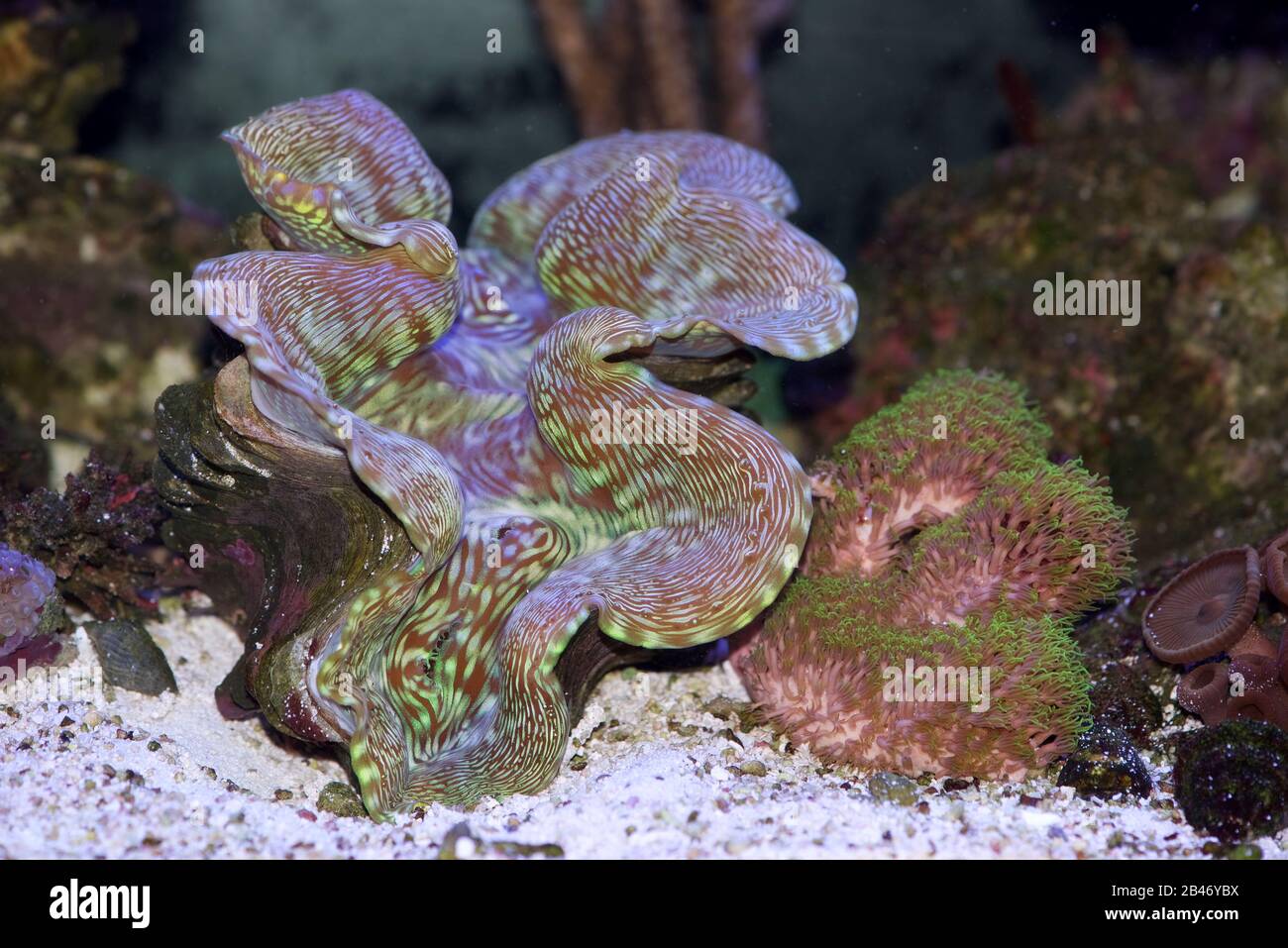 Tridacna squamosa, also known as the fluted clam, a tropical giant clam ...
