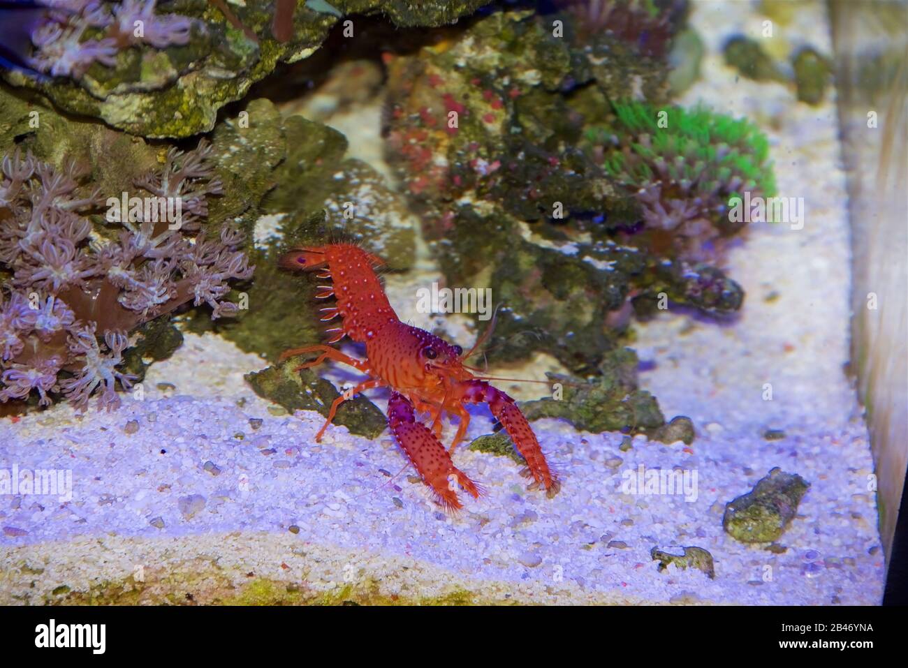 Pink Coral Crayfish