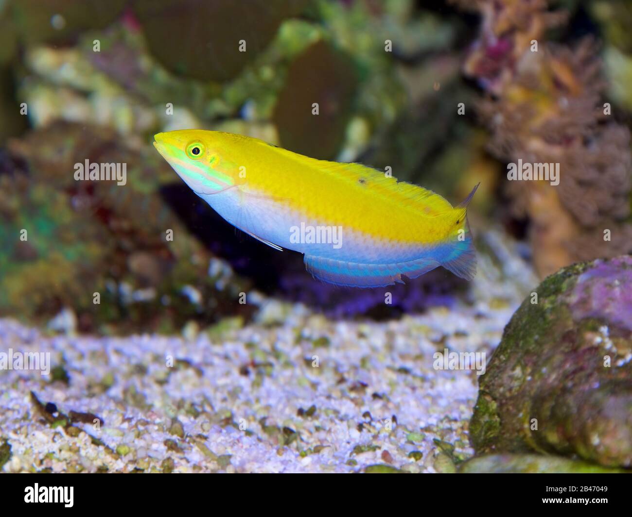 A juvenile Yellow and Purple Wrasse, Halichoeres leucoxanthus, also ...