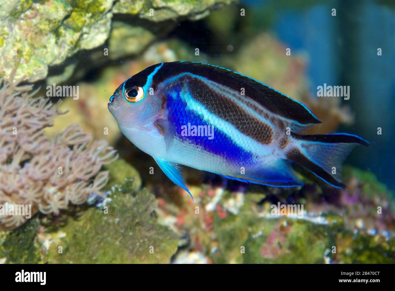 Bellus Angelfish, Genicanthus bellus, female coloring Stock Photo - Alamy