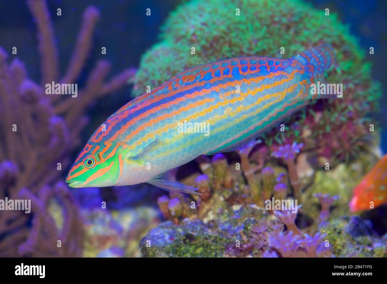 Halichoeres cosmetus, commonly called the Adorned Wrasse, a saltwater ...