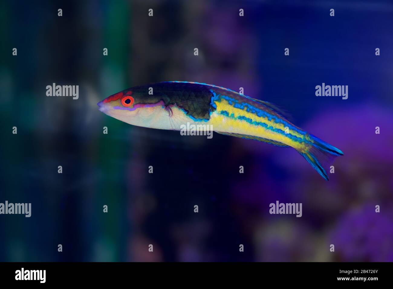 Pencil wrasse hi-res stock photography and images - Alamy