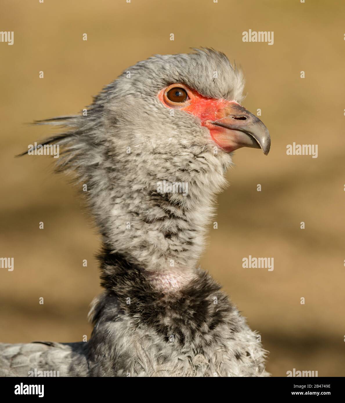Crested screamer hi-res stock photography and images - Alamy