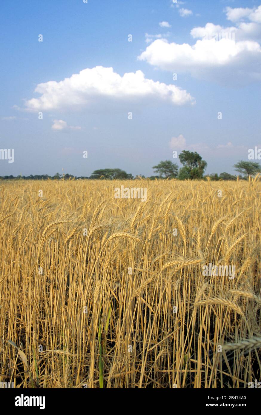 Indian Wheat Wallpaper