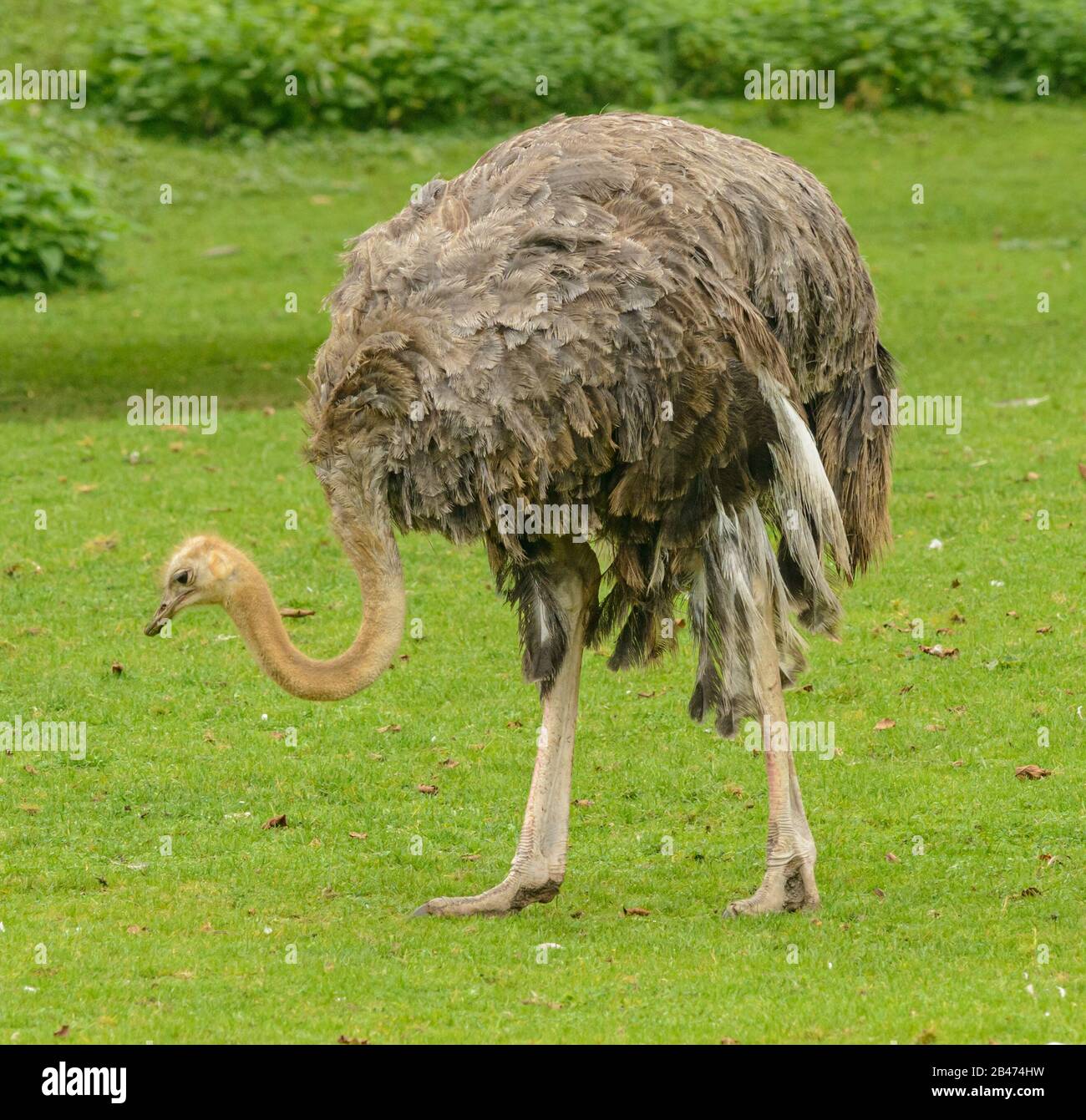 Common ostrich (Struthio camelus) female on grass, zoo Stock Photo - Alamy