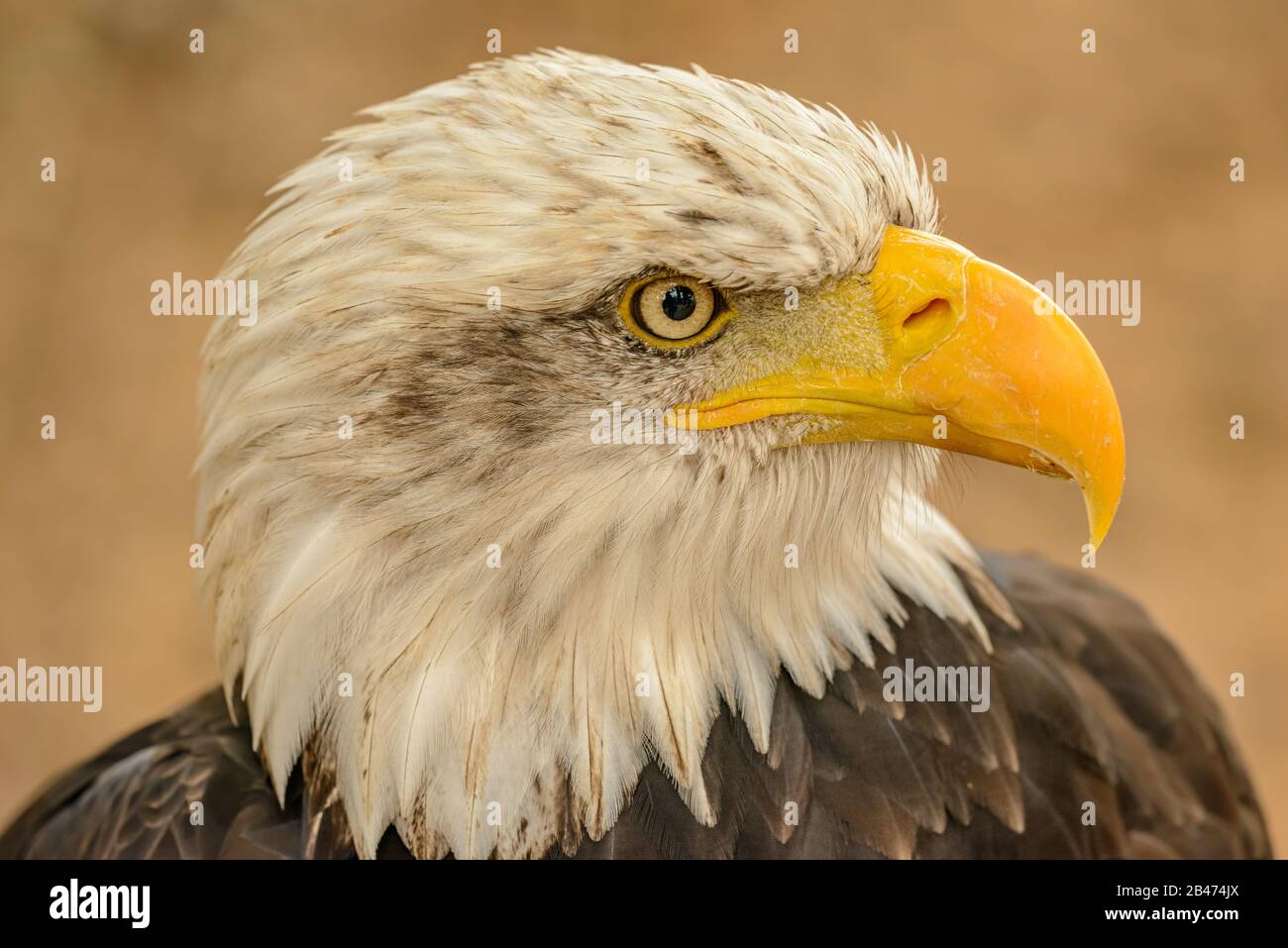 Detailed eagle hi-res stock photography and images - Alamy