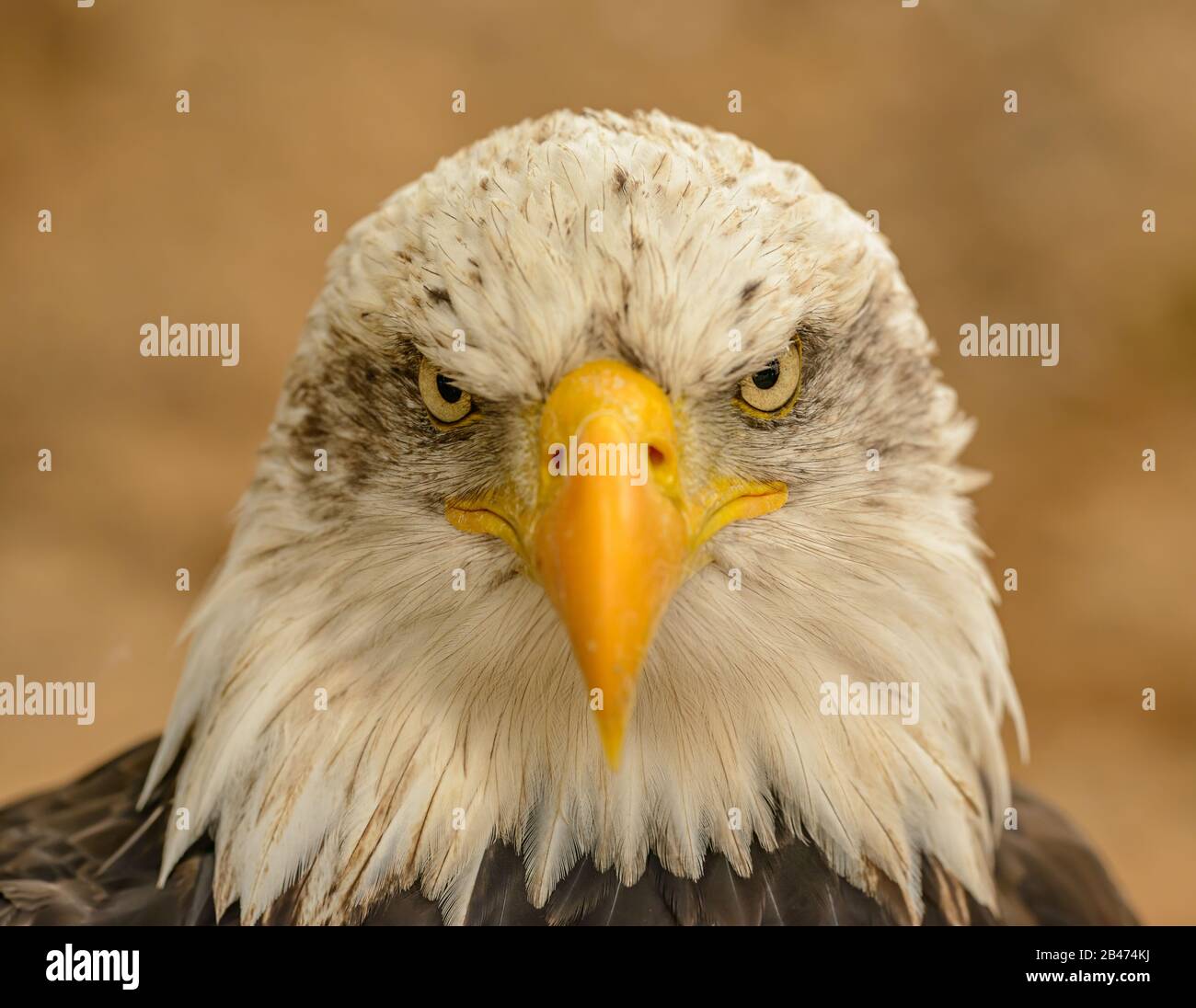 Bald eagle front hi-res stock photography and images - Alamy