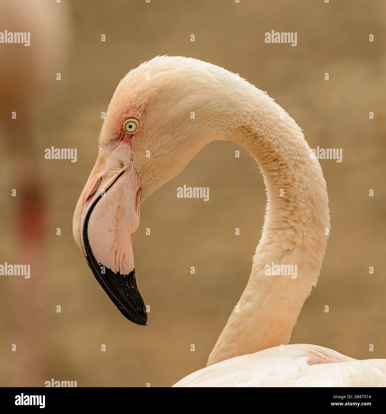 portrait of pink flamingo side in zoo Stock Photo - Alamy