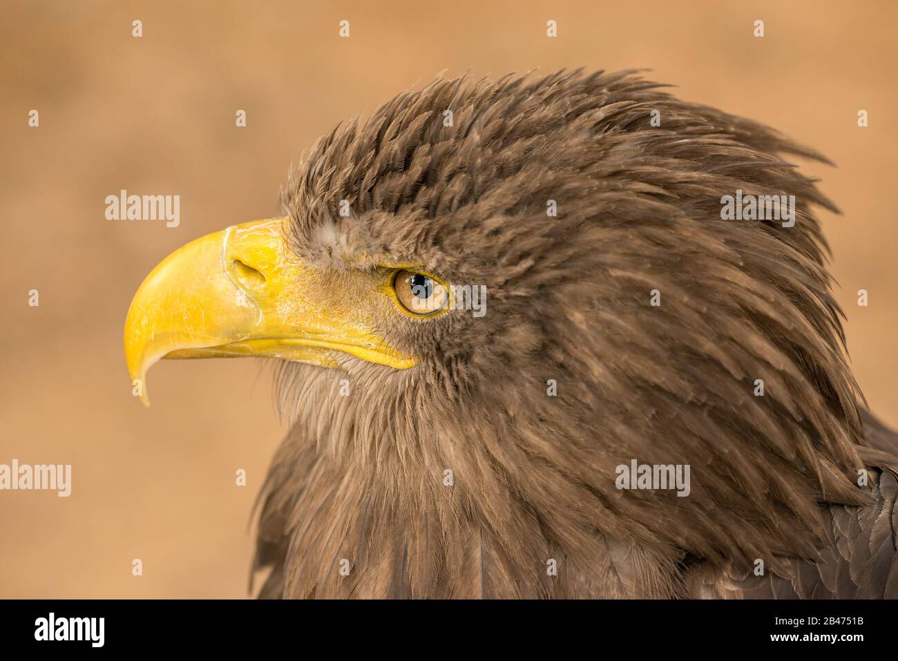 Brown eagle hi-res stock photography and images - Alamy