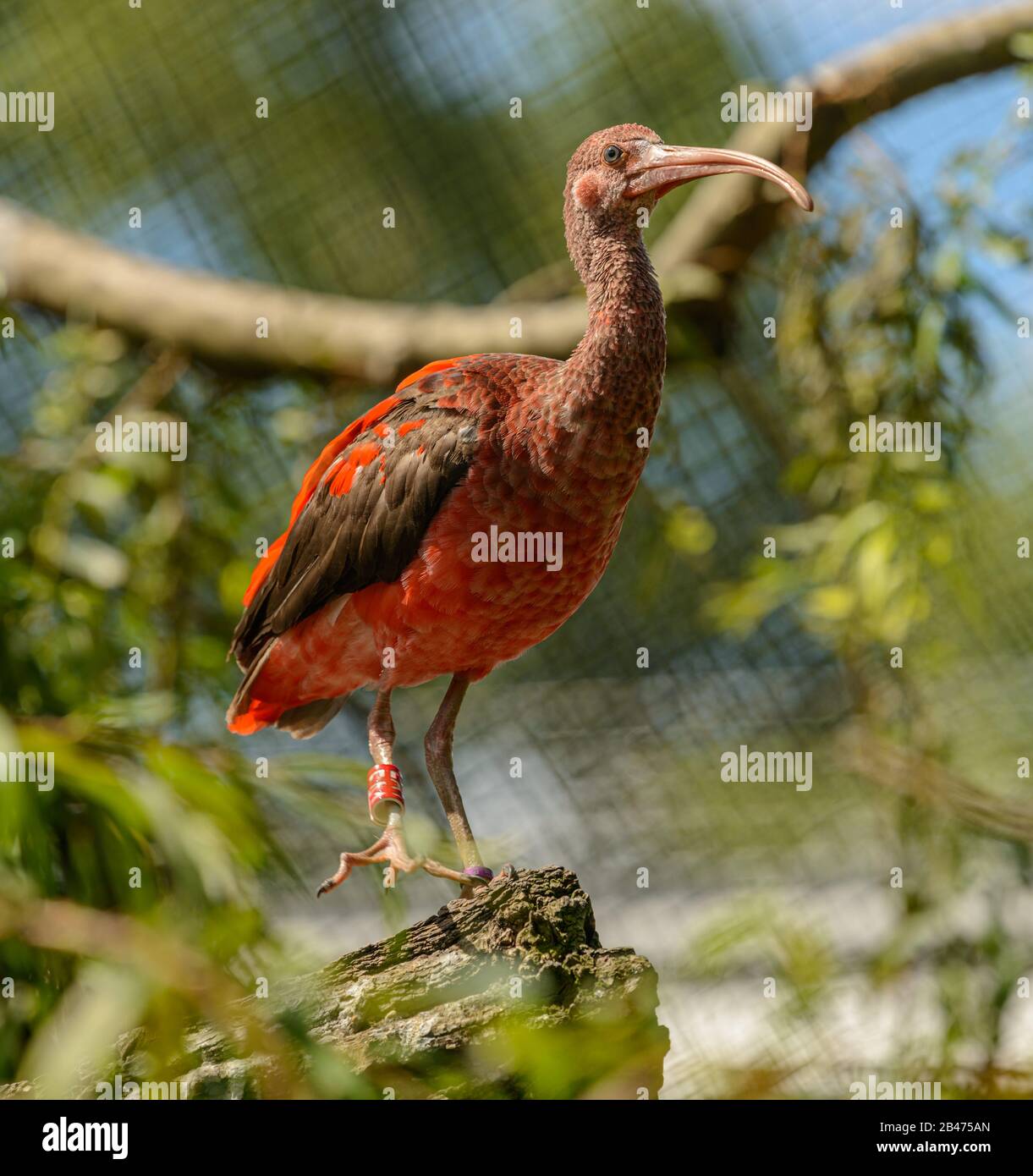 young scarlet ibis (Eudocimus ruber) bird on dead stem Stock Photo - Alamy
