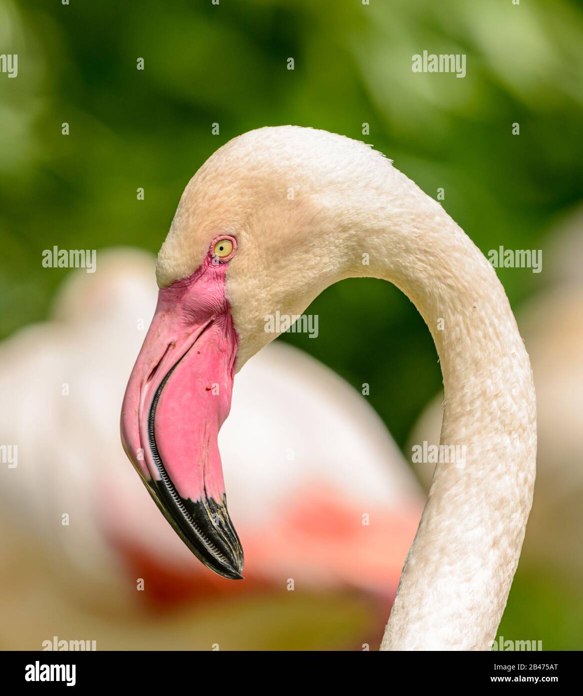 Flamingo feather detail hi-res stock photography and images - Alamy