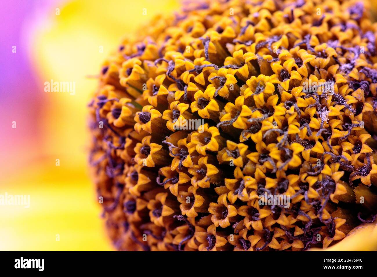 Colorful flower heads hi-res stock photography and images - Alamy