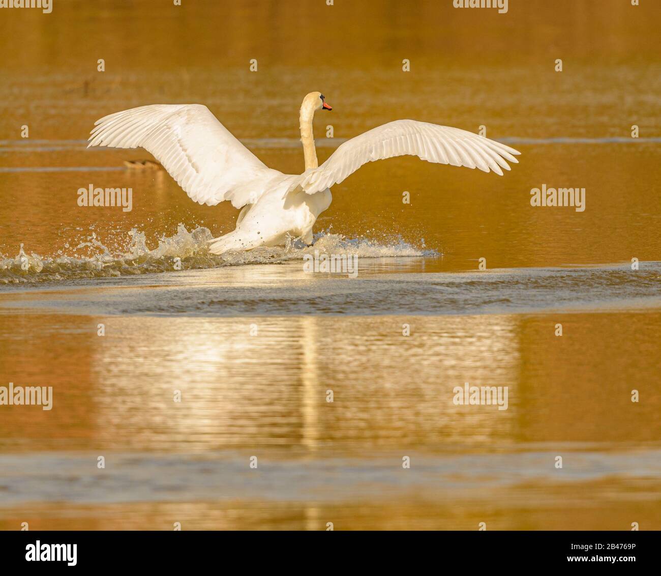 swan landing in the water with wings spread, wild Stock Photo - Alamy