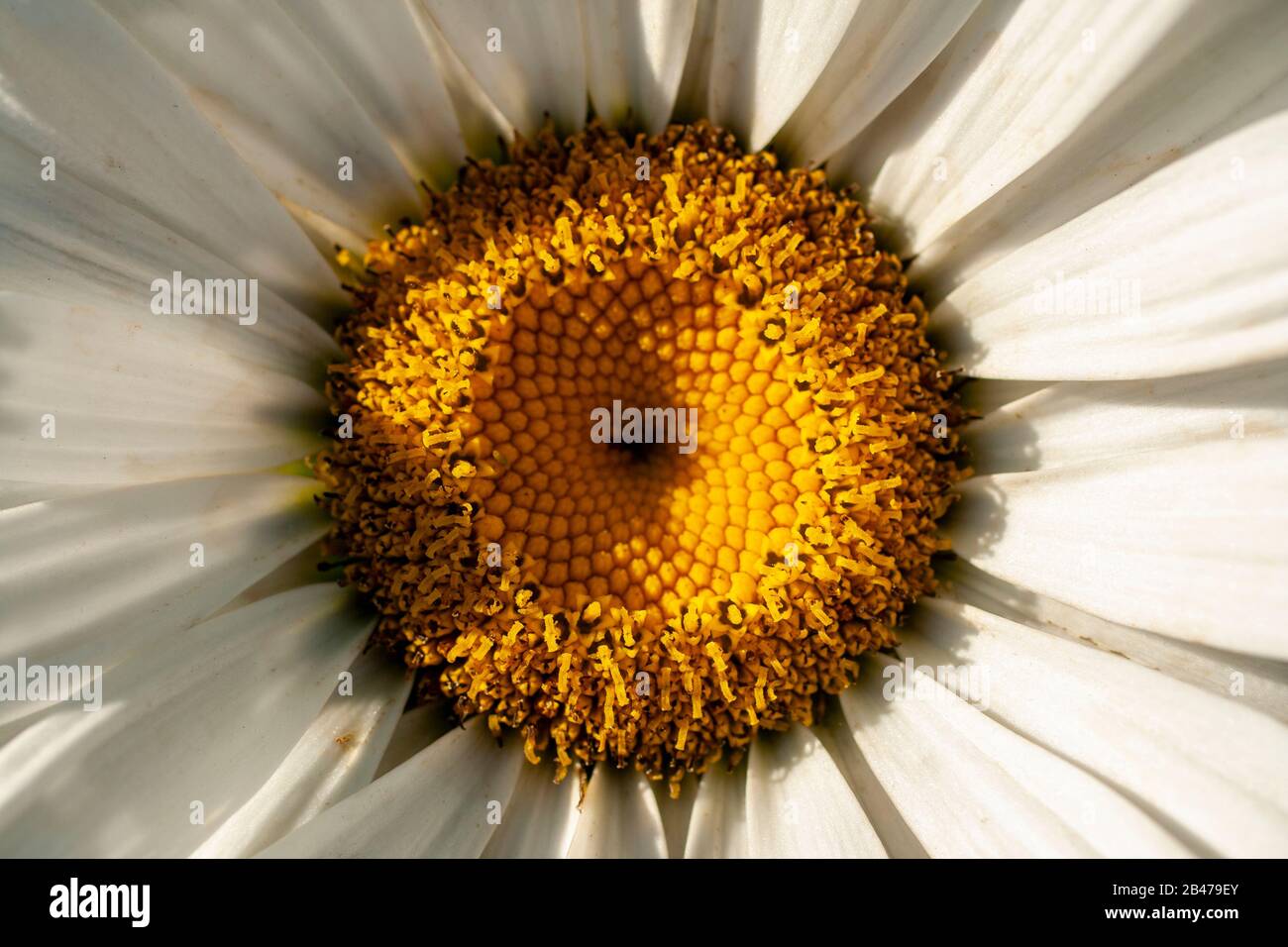 Macro shot of a daisy flower. Oxeye daisy, Leucanthemum vulgare ...
