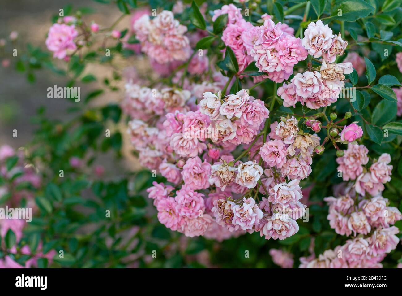Closeup shot of a Jasmina (Climbing Rose) bush Stock Photo - Alamy