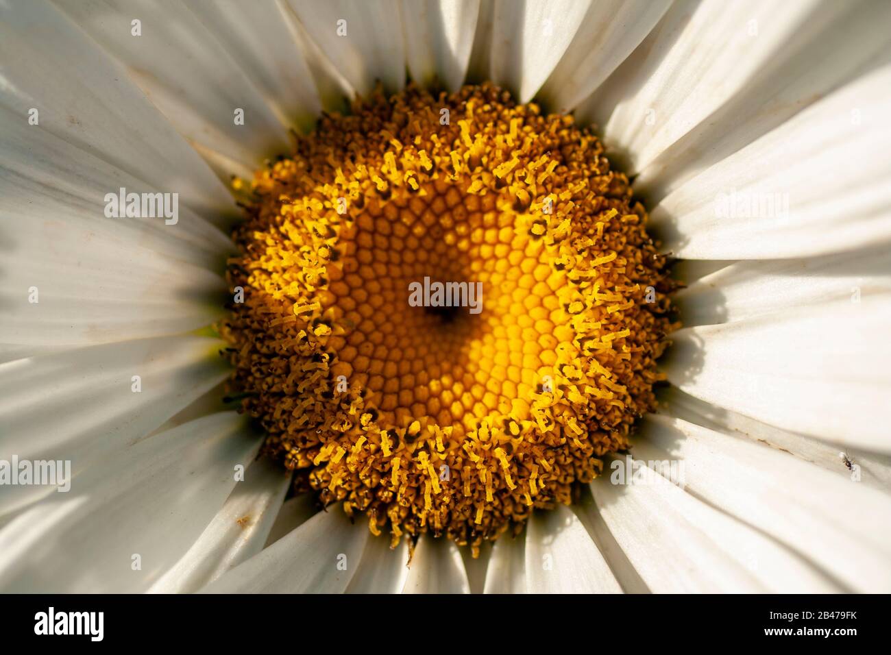 Macro shot of a daisy flower. Oxeye daisy, Leucanthemum vulgare ...