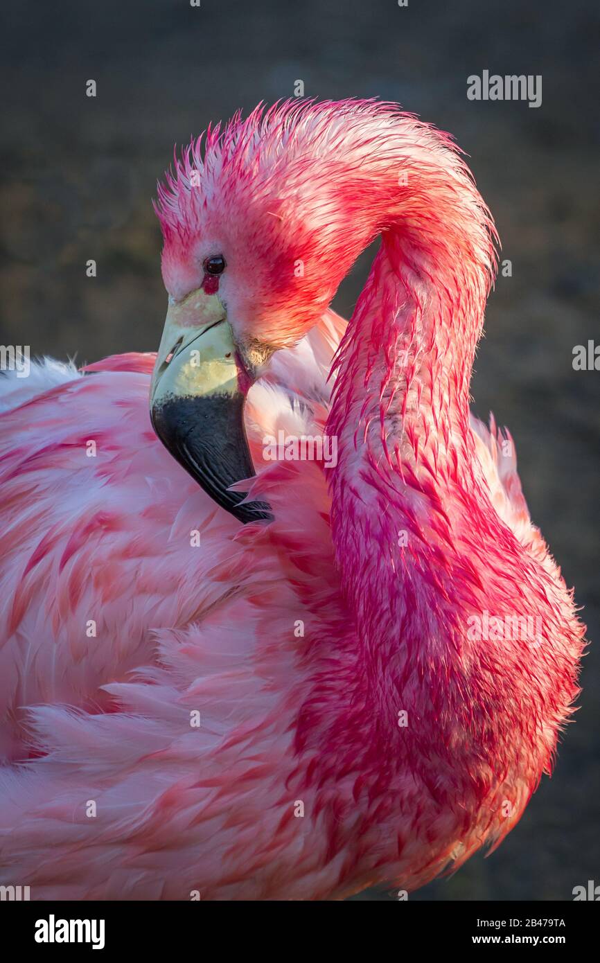 Andean Flamingo at Slimbridge Stock Photo - Alamy