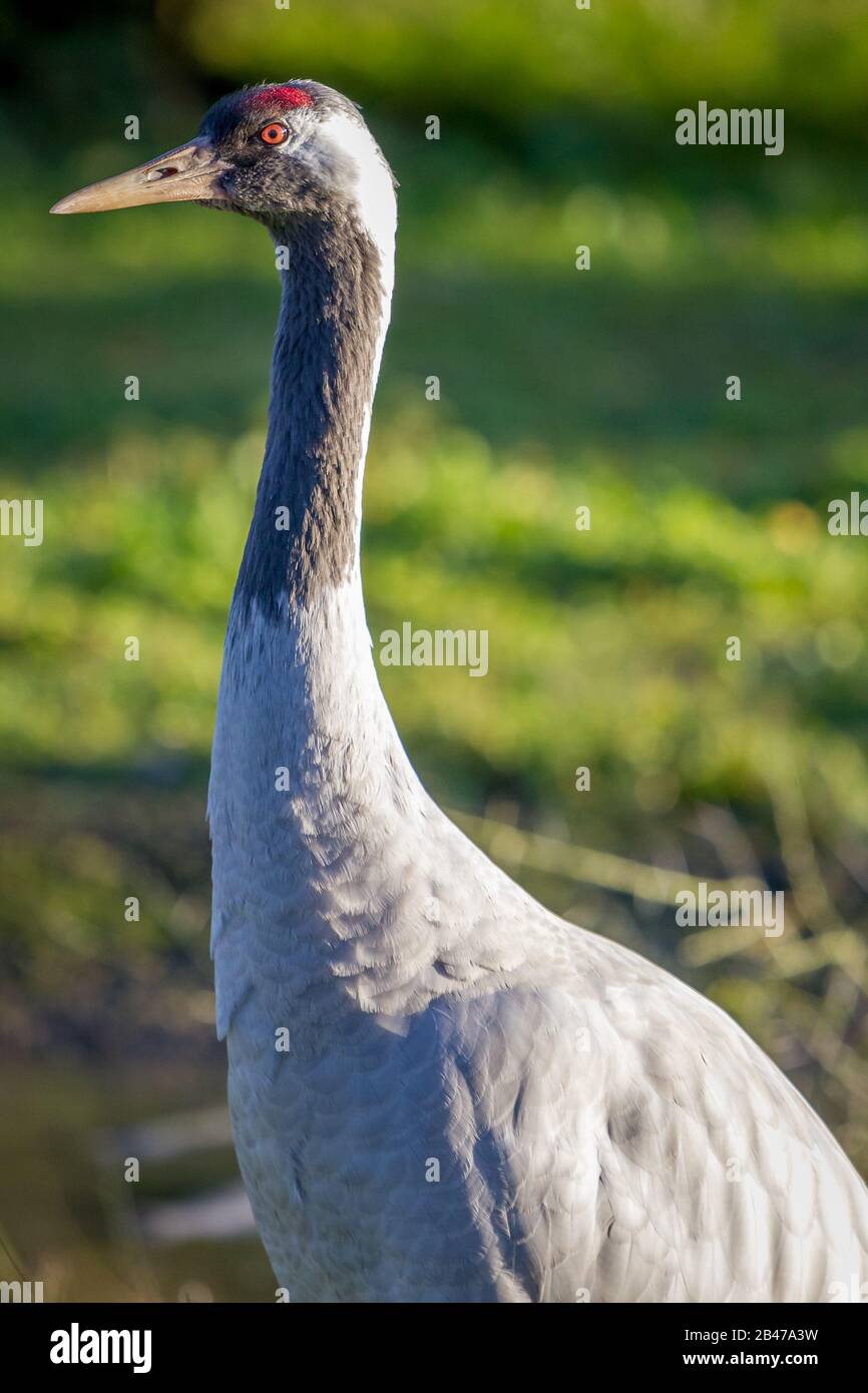 Common Crane at Slimbridge Stock Photo - Alamy