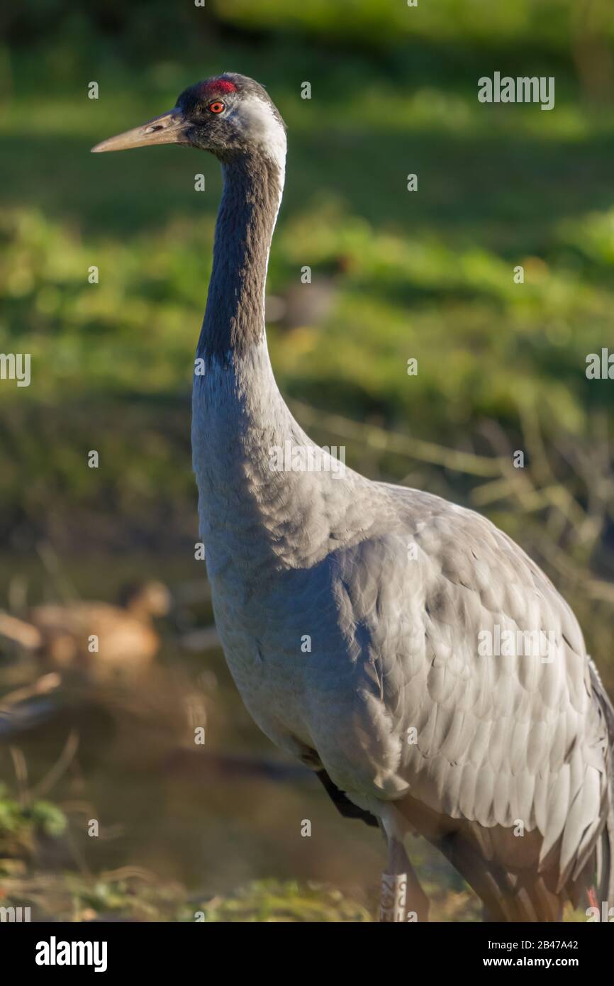 Common Crane at Slimbridge Stock Photo - Alamy