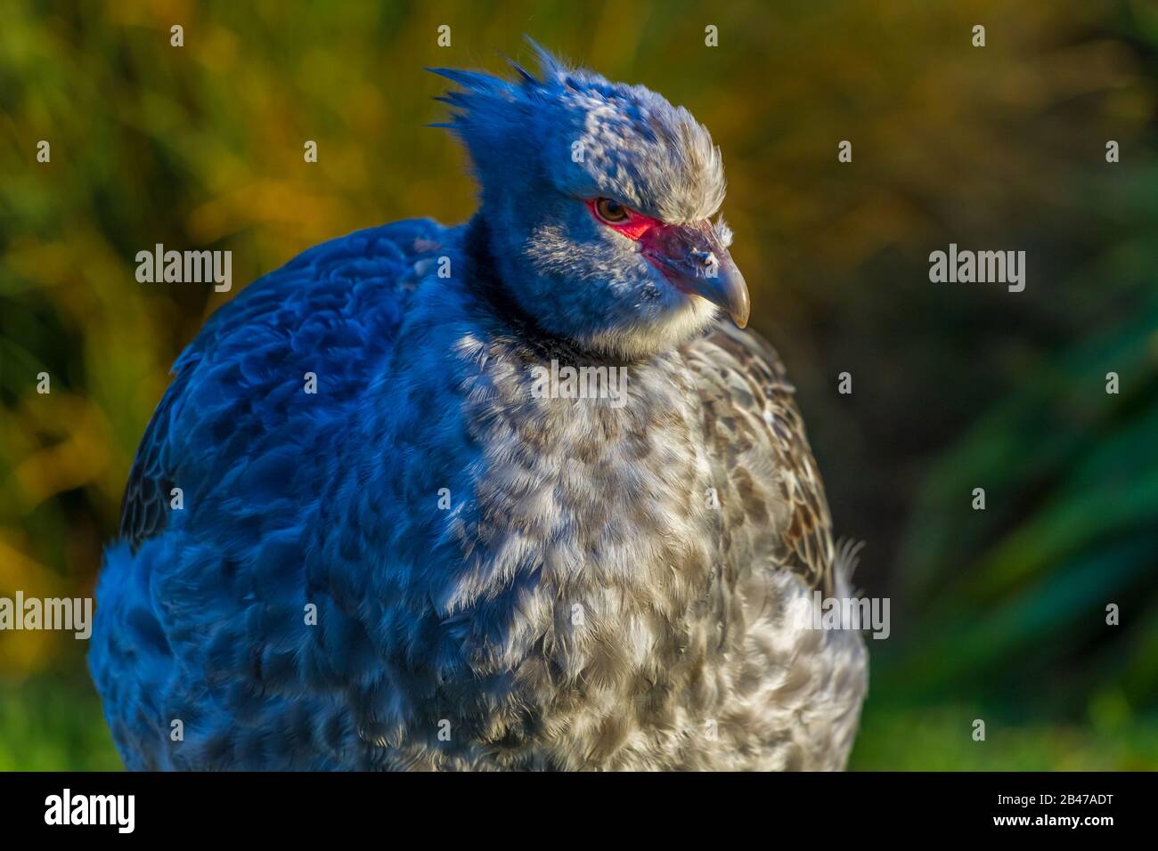 Crested Screamer at Slimbridge Stock Photo - Alamy