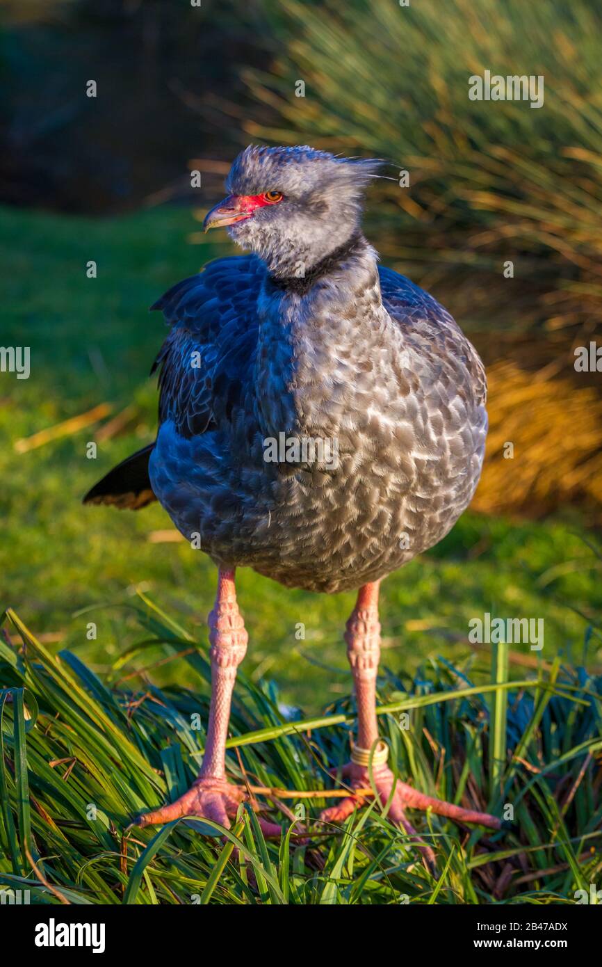 Crested screamer hi-res stock photography and images - Alamy