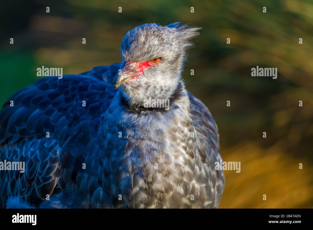 Crested screamer hi-res stock photography and images - Alamy
