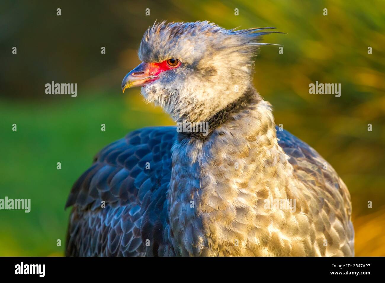 Crested Screamer at Slimbridge Stock Photo - Alamy