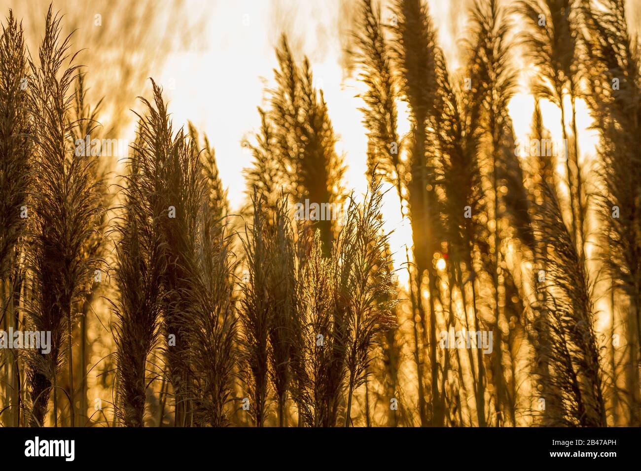 Pampus hi-res stock photography and images - Alamy