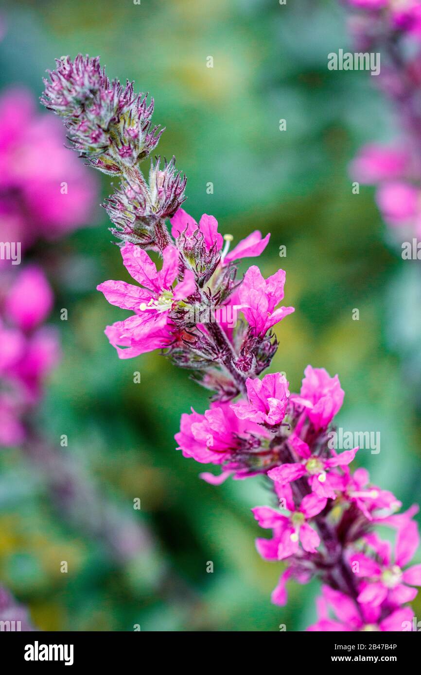 Hortculture hi-res stock photography and images - Alamy