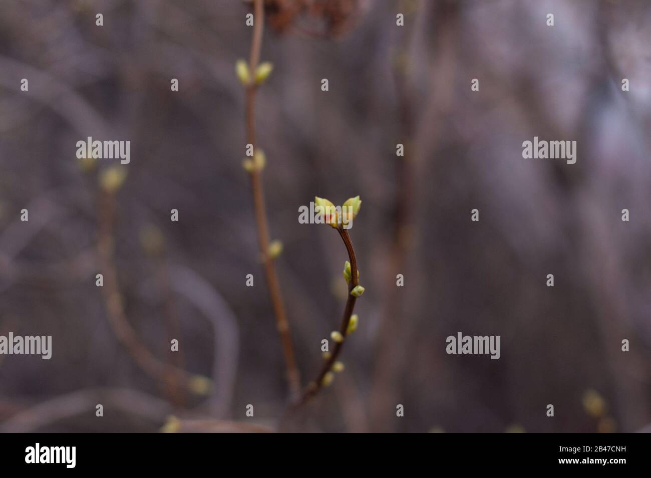 Buds on tree branches in March. Tree branch with buds background ...