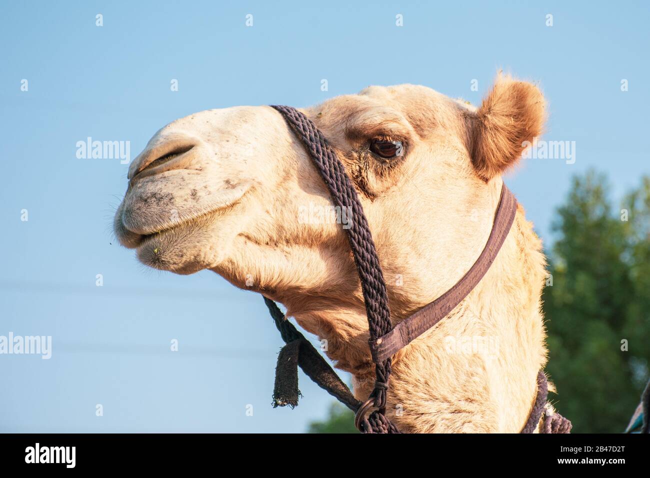 Camel Showing Teeth High Resolution Stock Photography and Images - Alamy