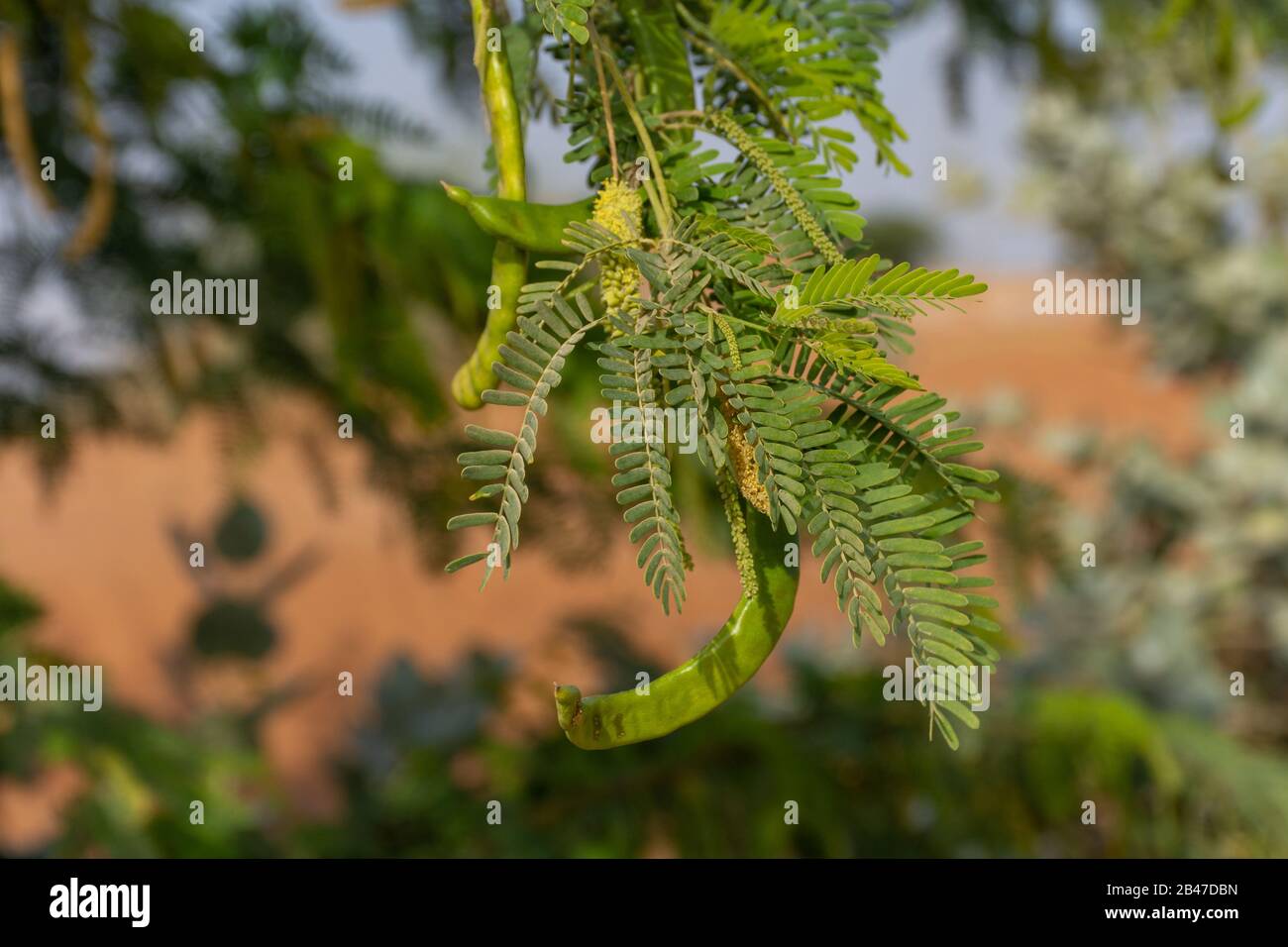 Prosopis cineraria hi-res stock photography and images - Alamy