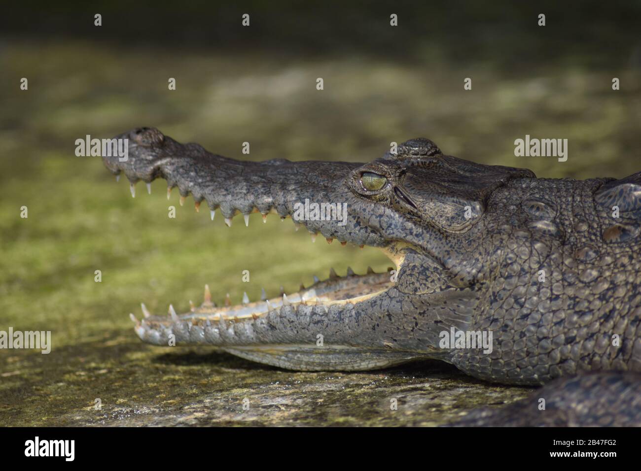 Caiman alligator in Costa Rica national park Stock Photo - Alamy