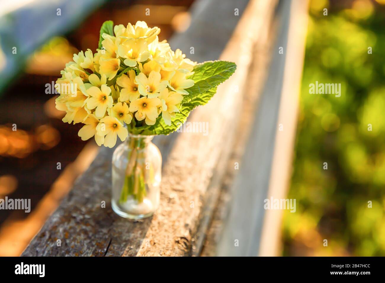 Easter concept. Bouquet of Primrose Primula with yellow flowers in ...